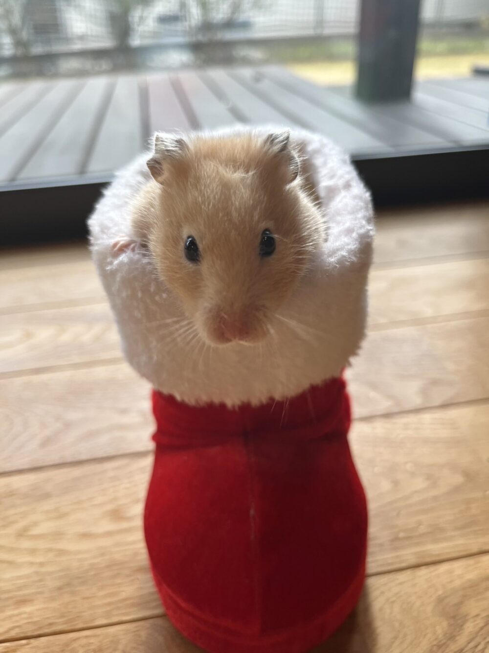 もふ子 | スタッフブログ | 大幸住宅 可児・各務原